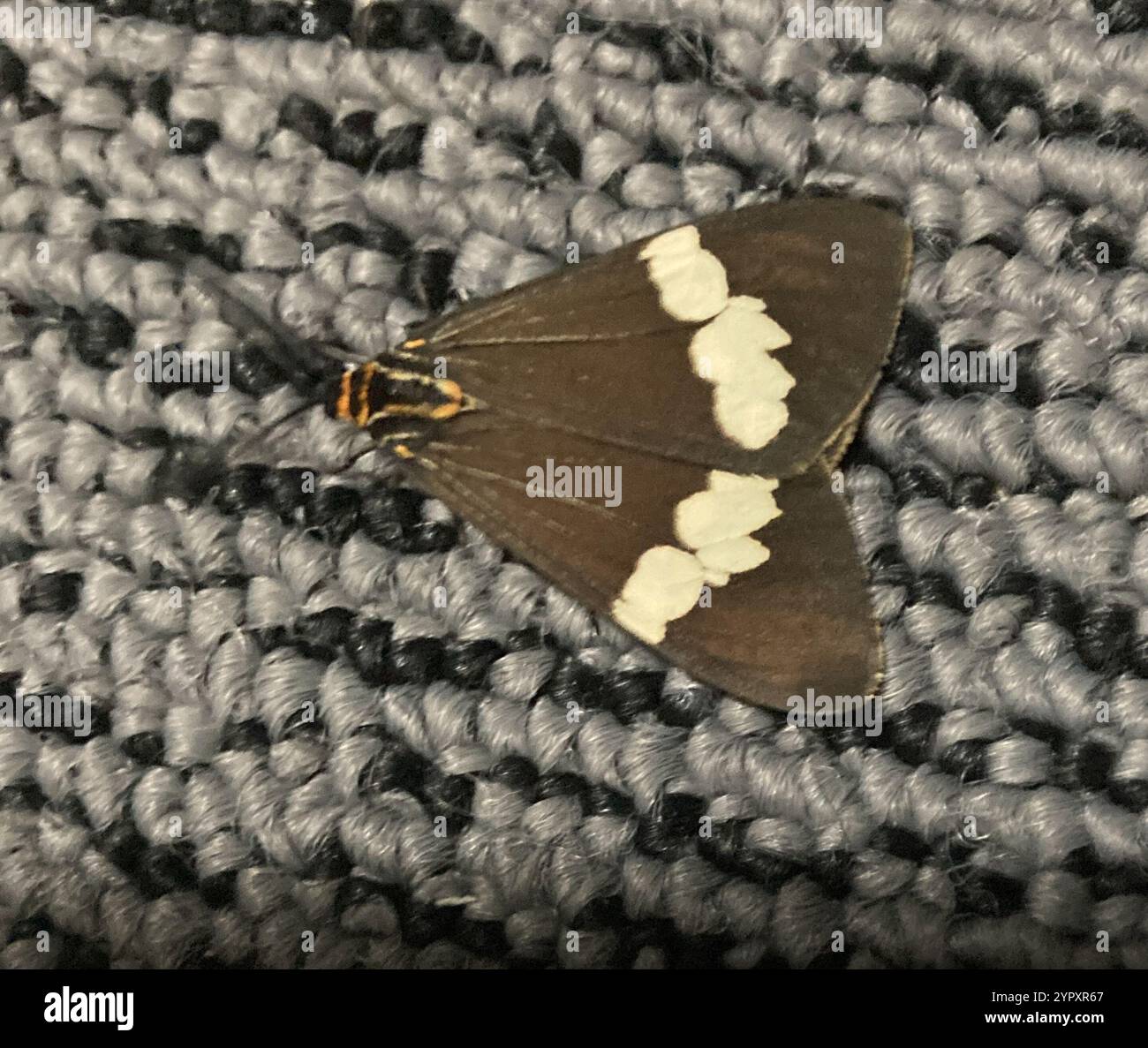 Australian magpie moth hi-res stock photography and images - Alamy