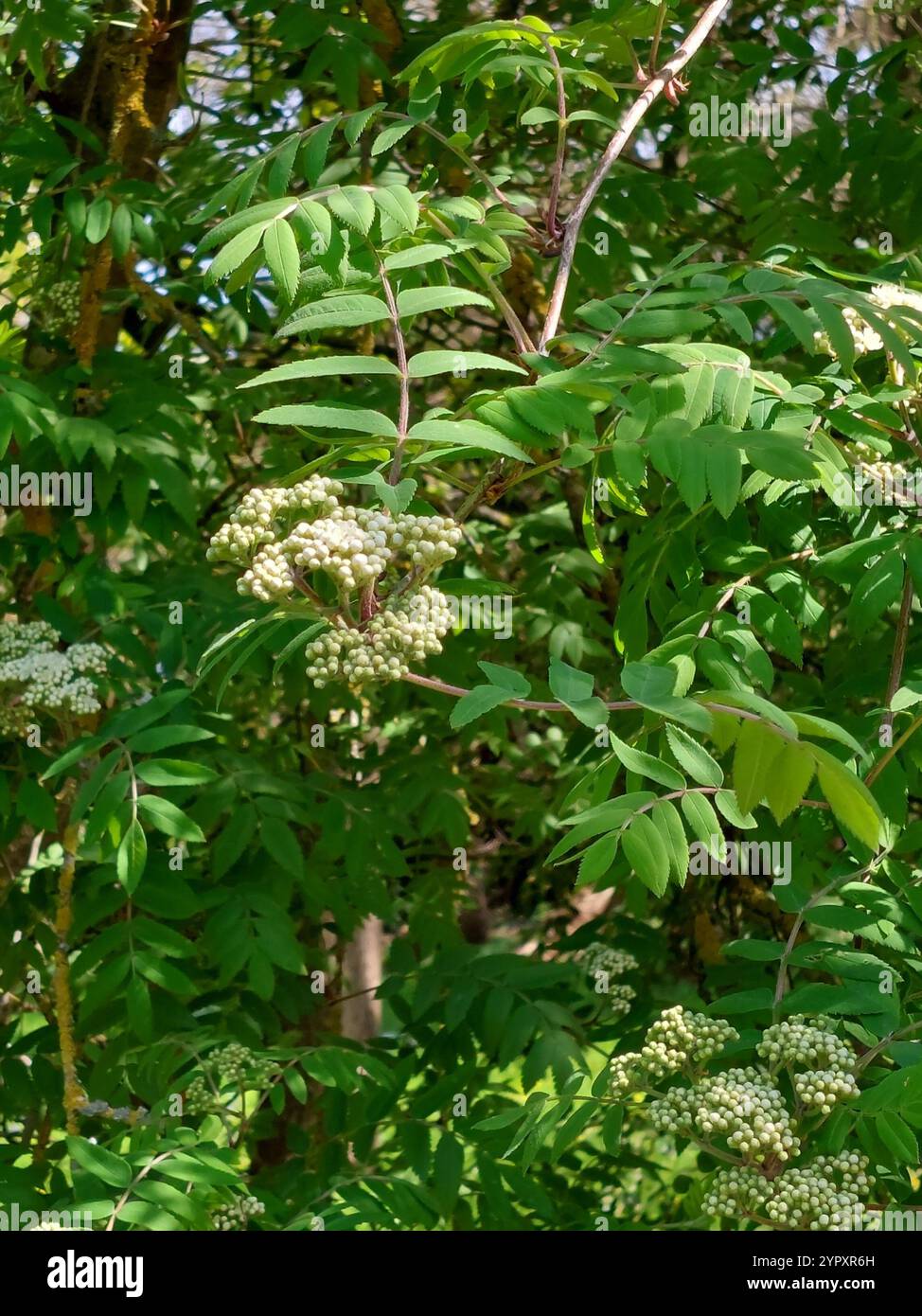 European mountain ash (Sorbus aucuparia Stock Photo - Alamy