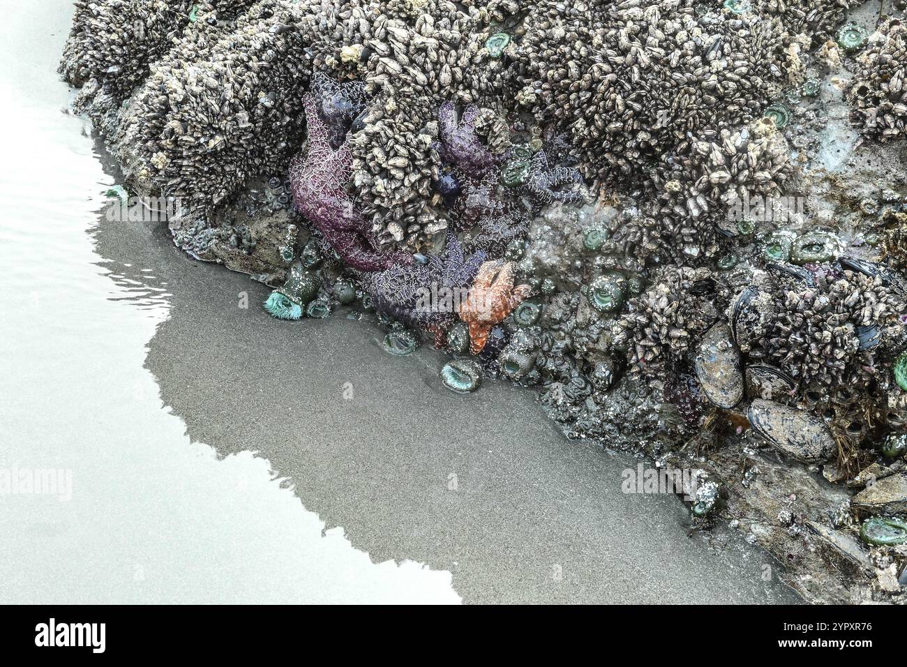 Marine life including starfish, sea anemones, shells and barnacles on a ...