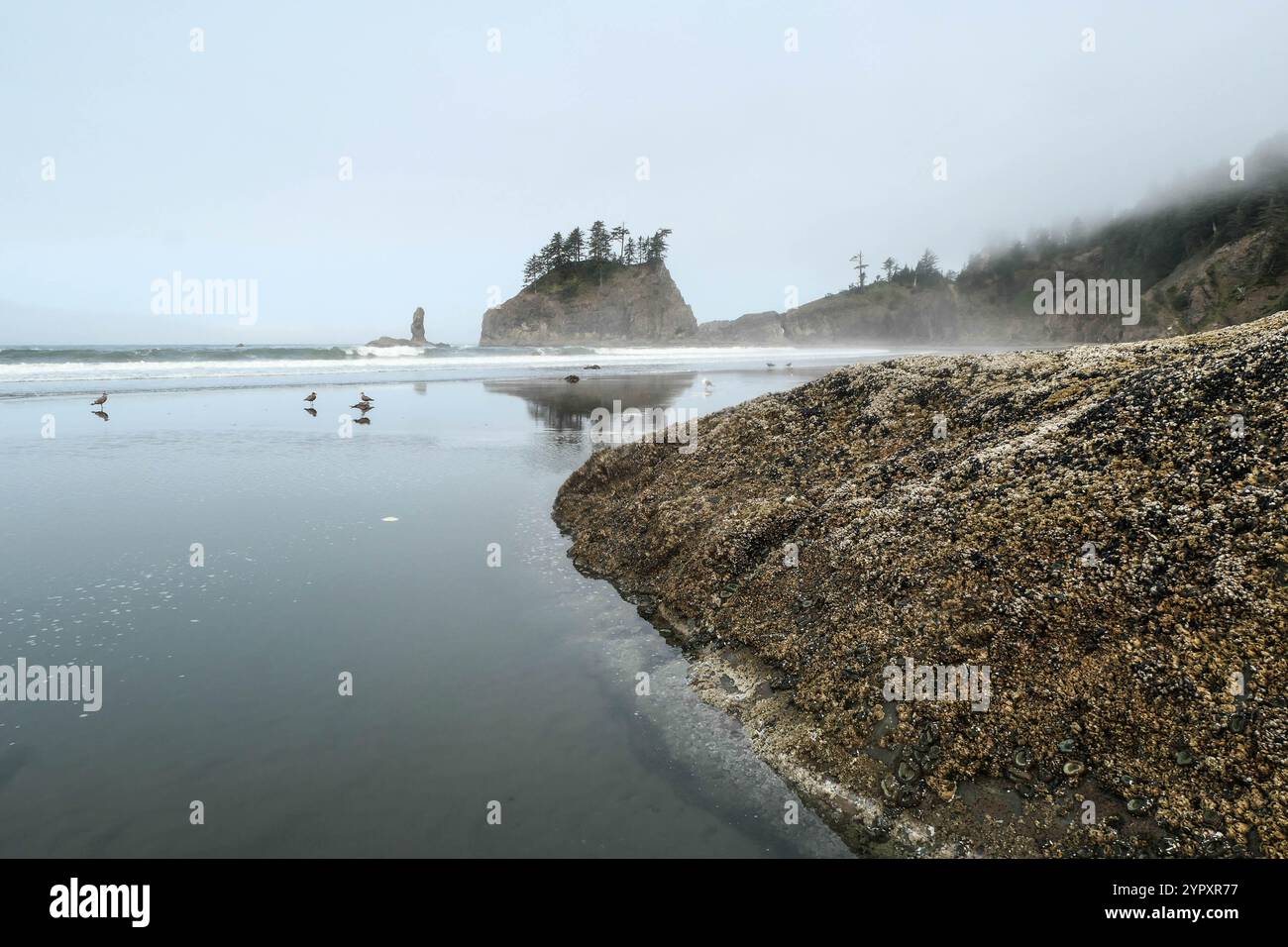 Low tide at Second Beach exposes the barnacles on a rock. Scenic view ...
