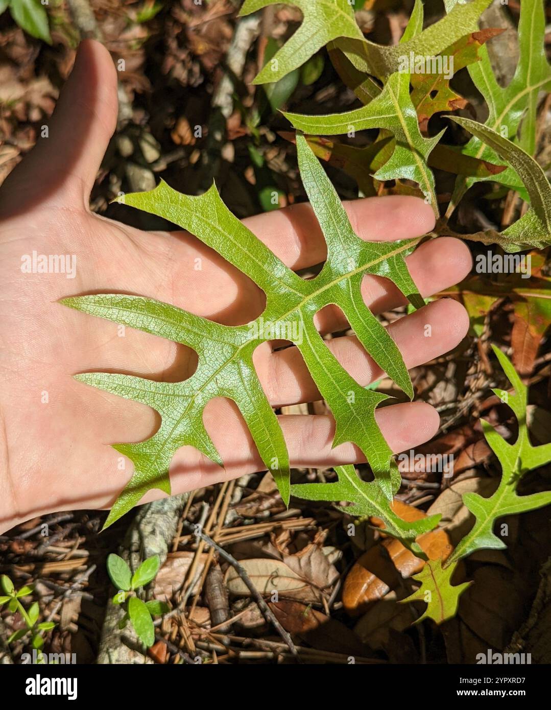 American turkey oak (Quercus laevis Stock Photo - Alamy