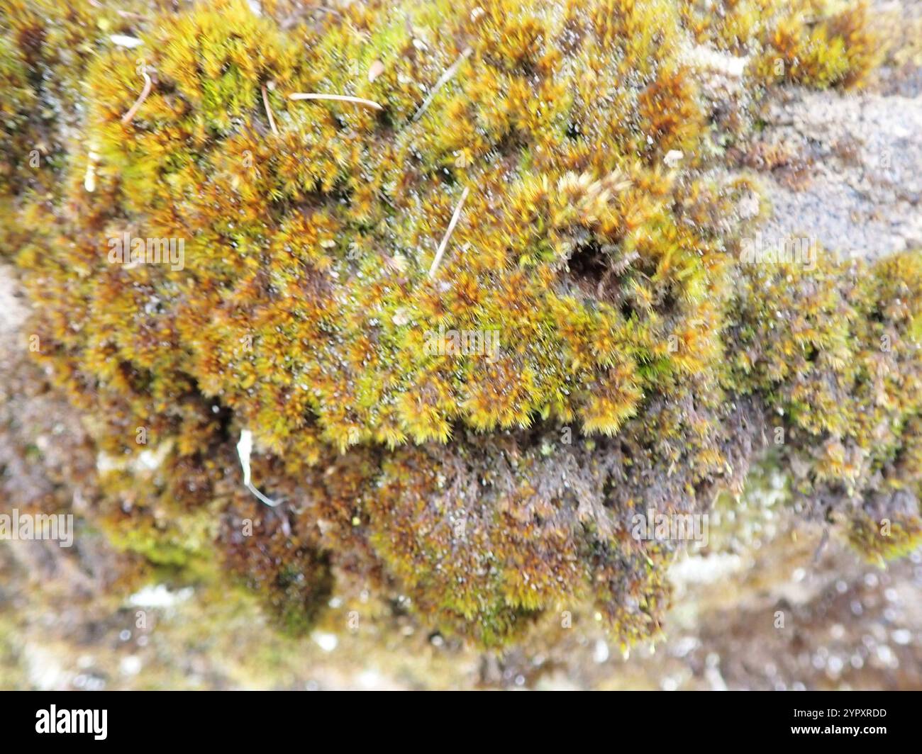 Sharp-leaved Blindia (Blindia acuta Stock Photo - Alamy