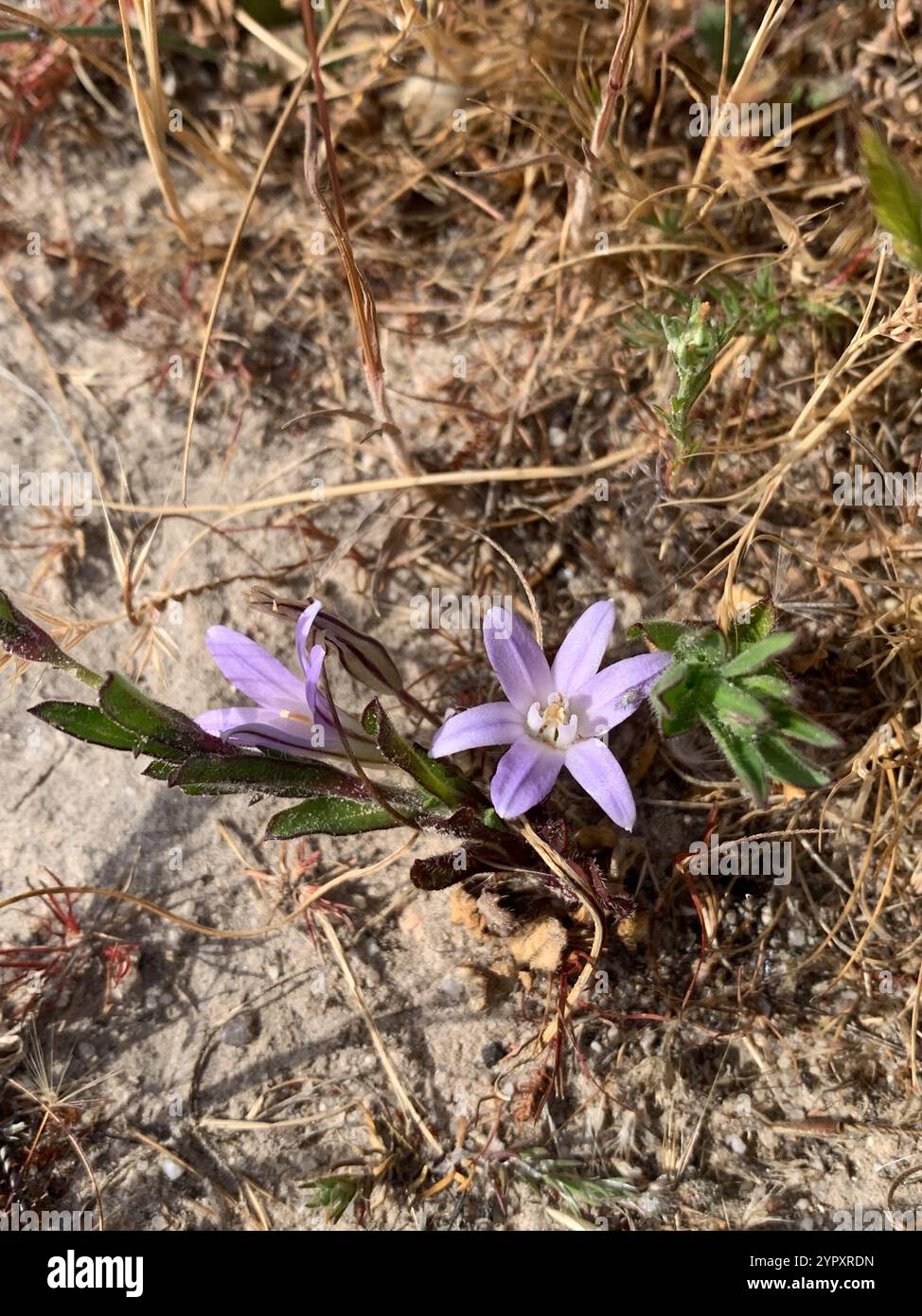 Dwarf Brodiaea (Brodiaea terrestris Stock Photo - Alamy