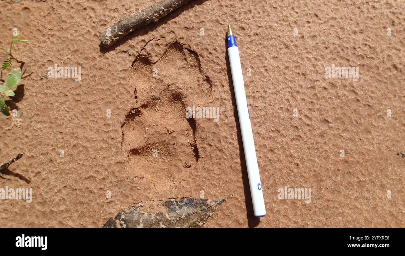 Ocelot (Leopardus pardalis Stock Photo - Alamy
