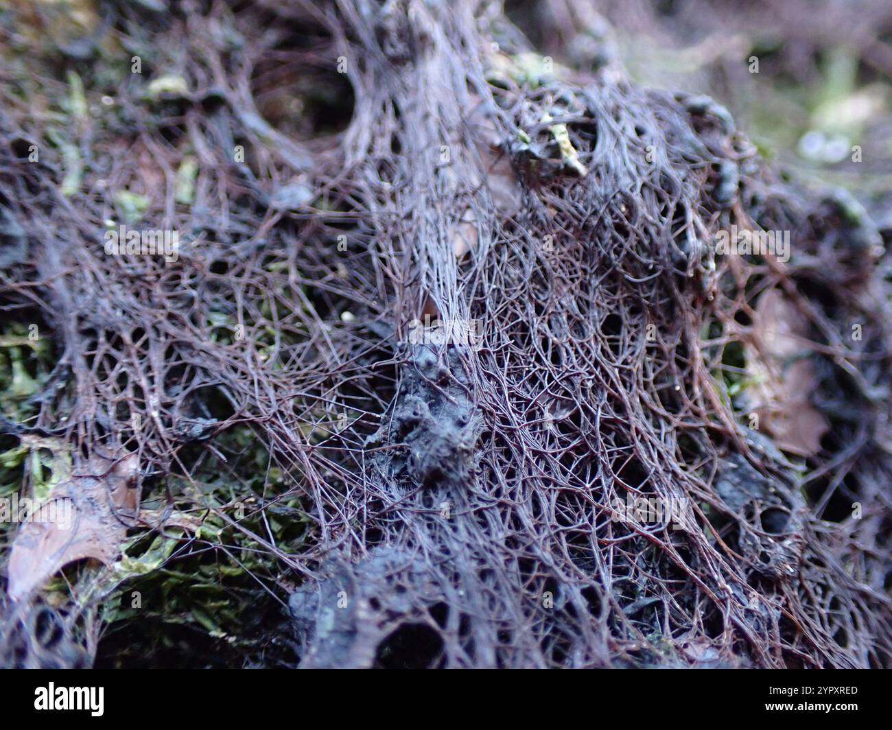 Bangia hi-res stock photography and images - Alamy