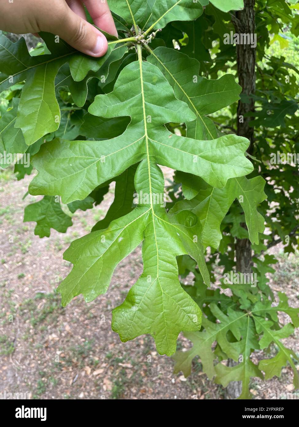 bur oak (Quercus macrocarpa Stock Photo - Alamy