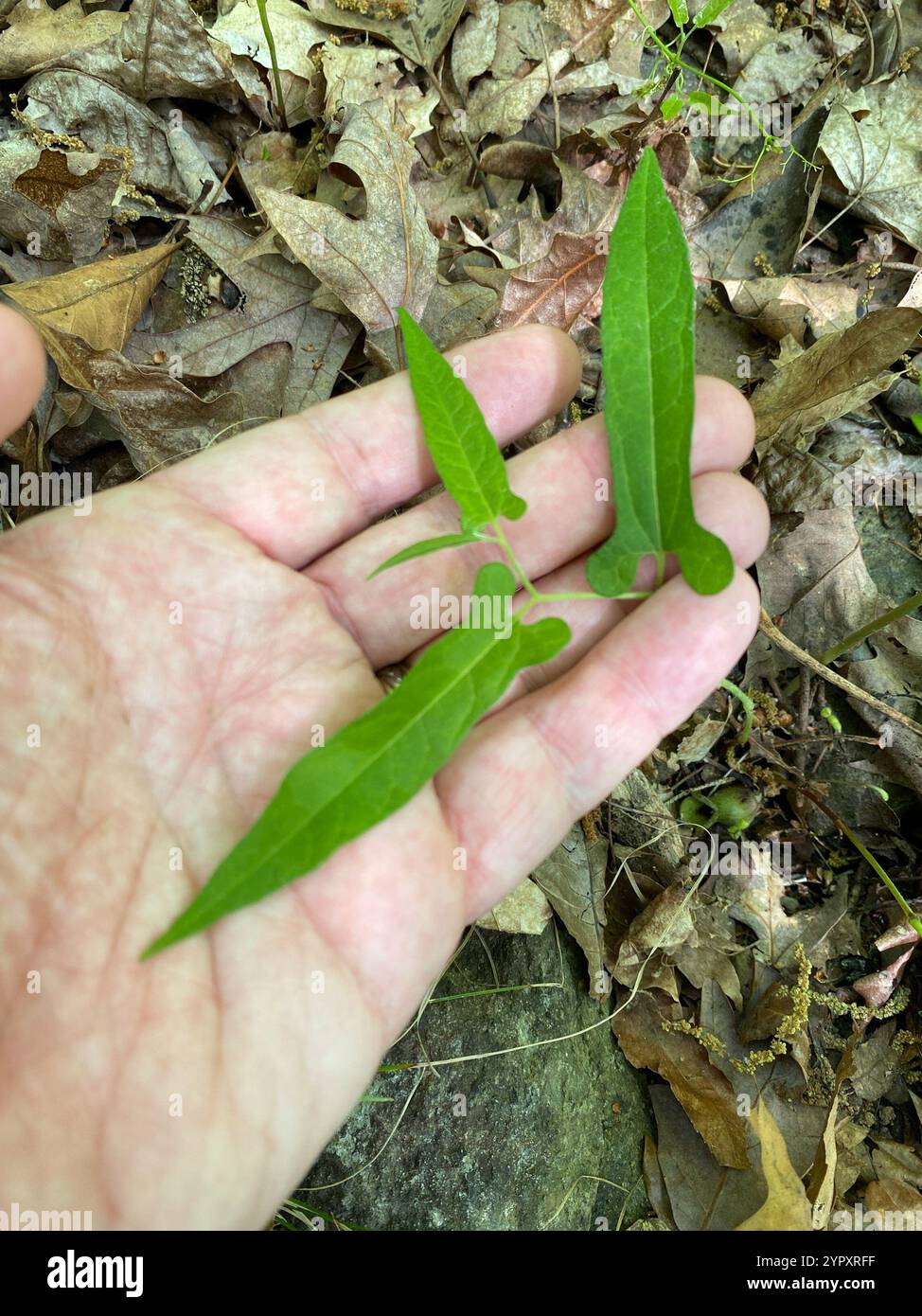 Virginia snakeroot (Aristolochia serpentaria Stock Photo - Alamy