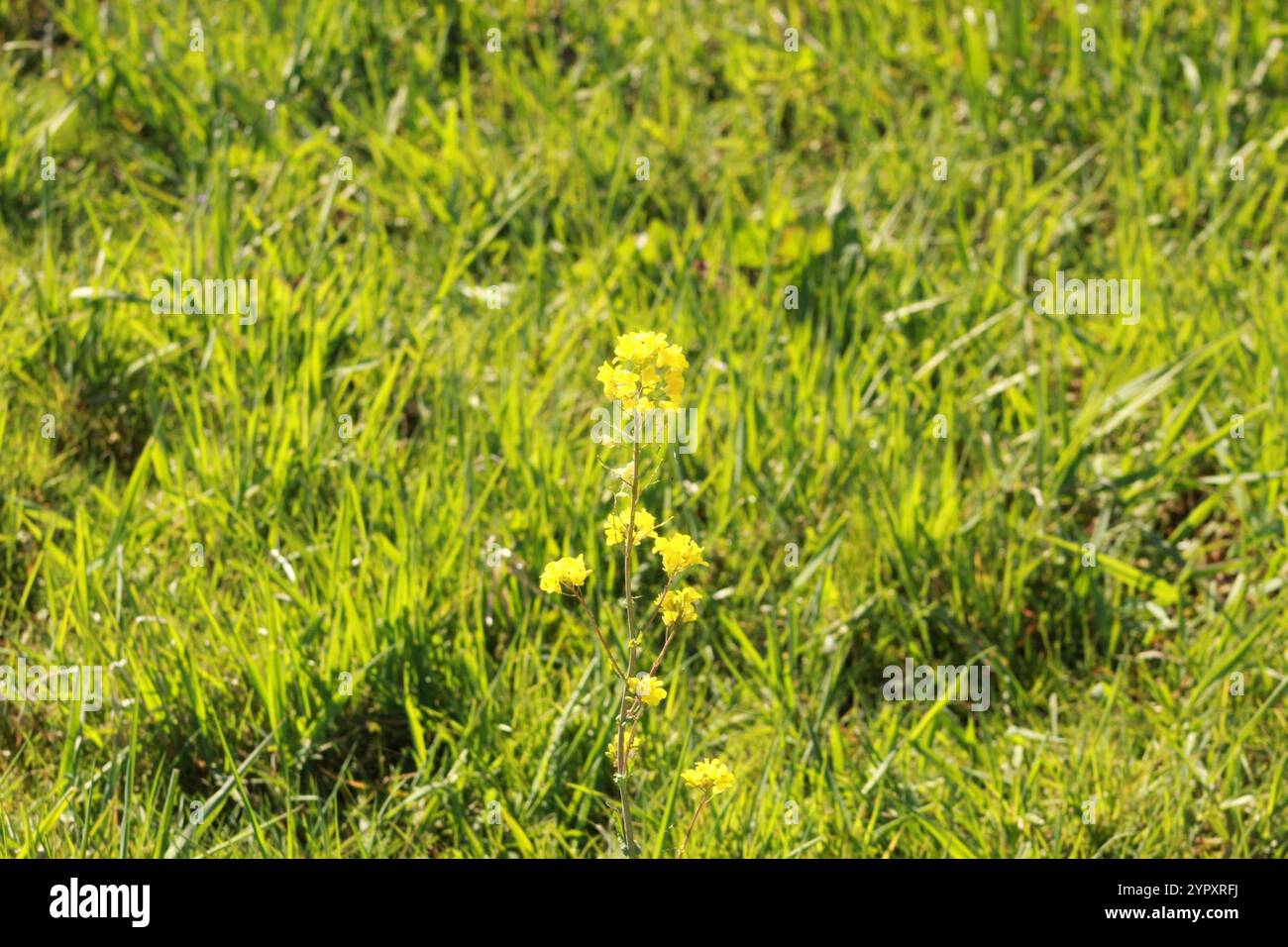 mustard family (Brassicaceae Stock Photo - Alamy