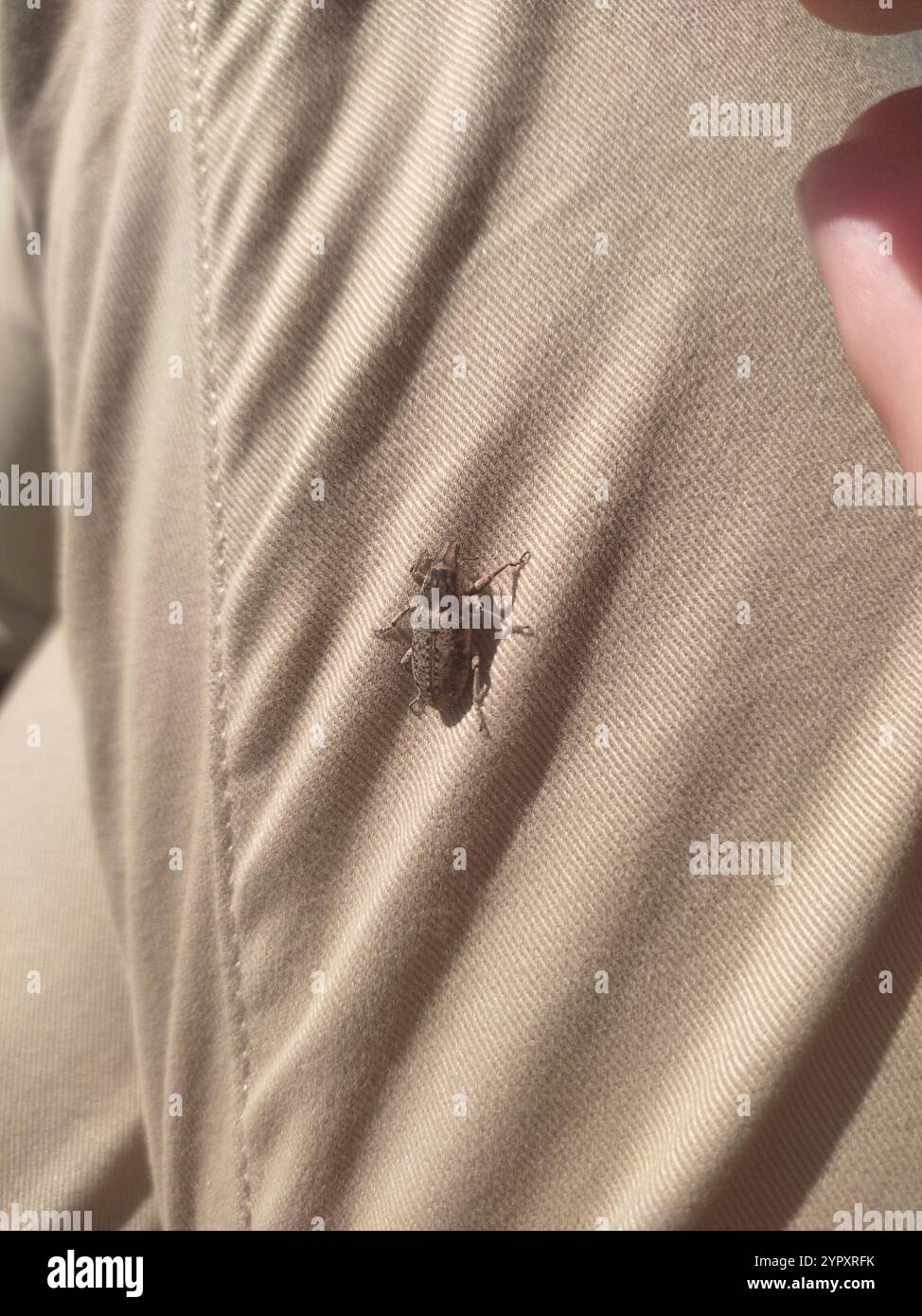 Strabus hi-res stock photography and images - Alamy