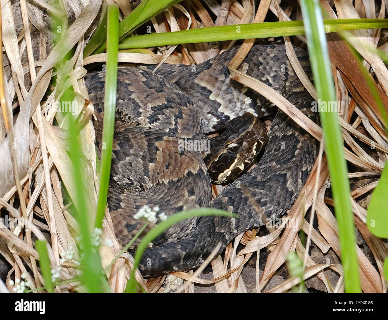 Northern Cottonmouth (Agkistrodon piscivorus Stock Photo - Alamy