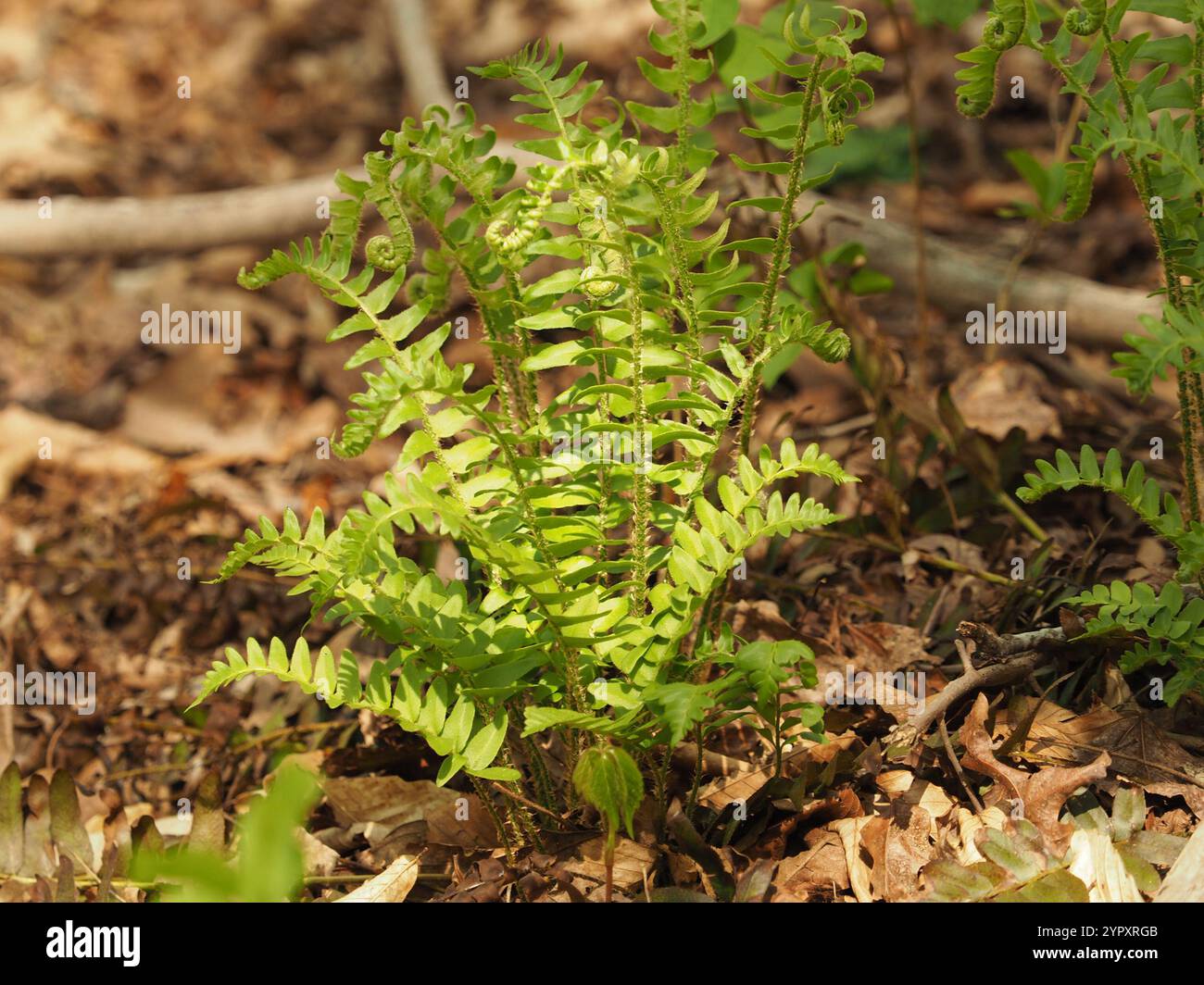 Christmas fern (Polystichum acrostichoides Stock Photo - Alamy