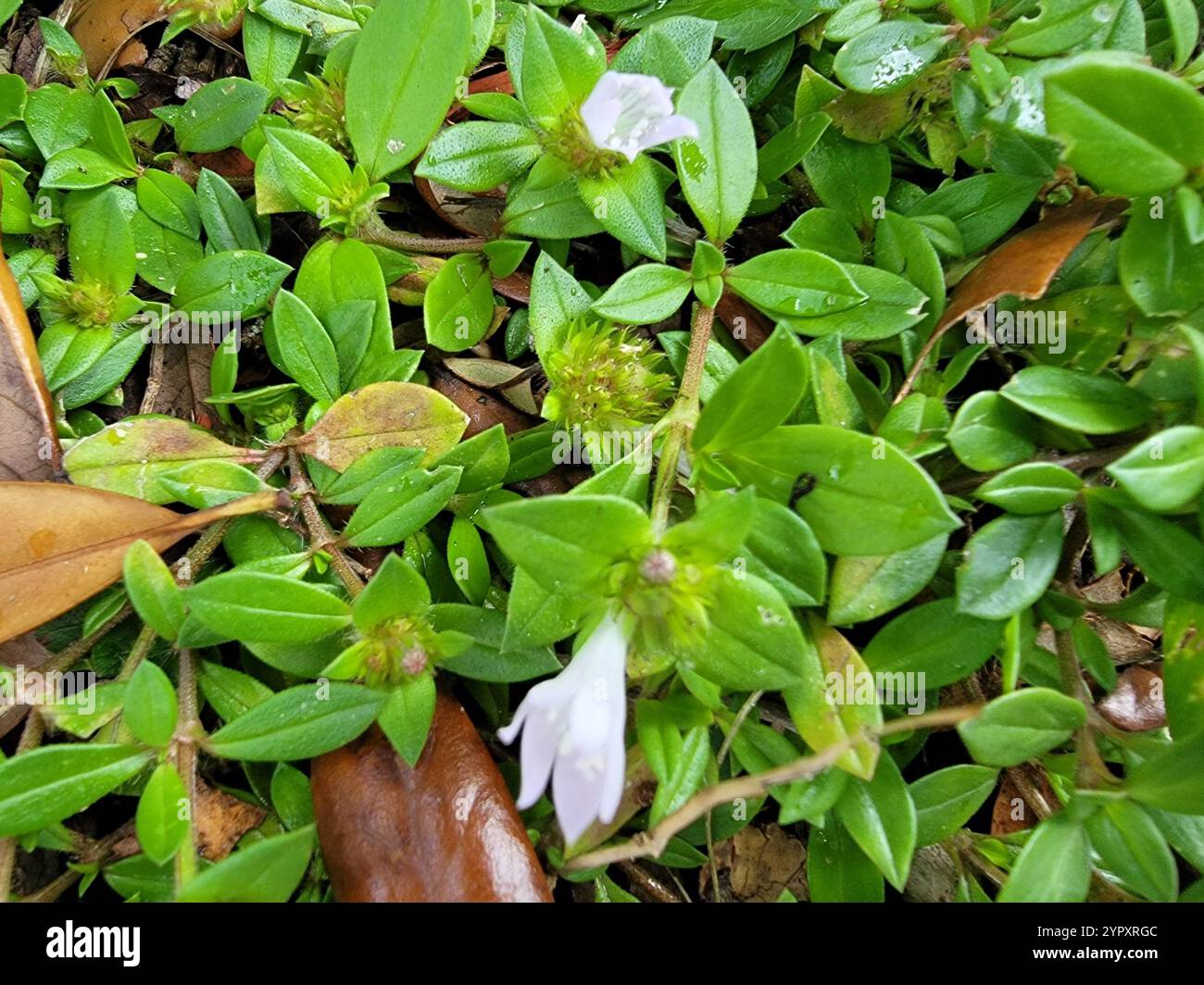 largeflower Mexican clover (Richardia grandiflora Stock Photo - Alamy