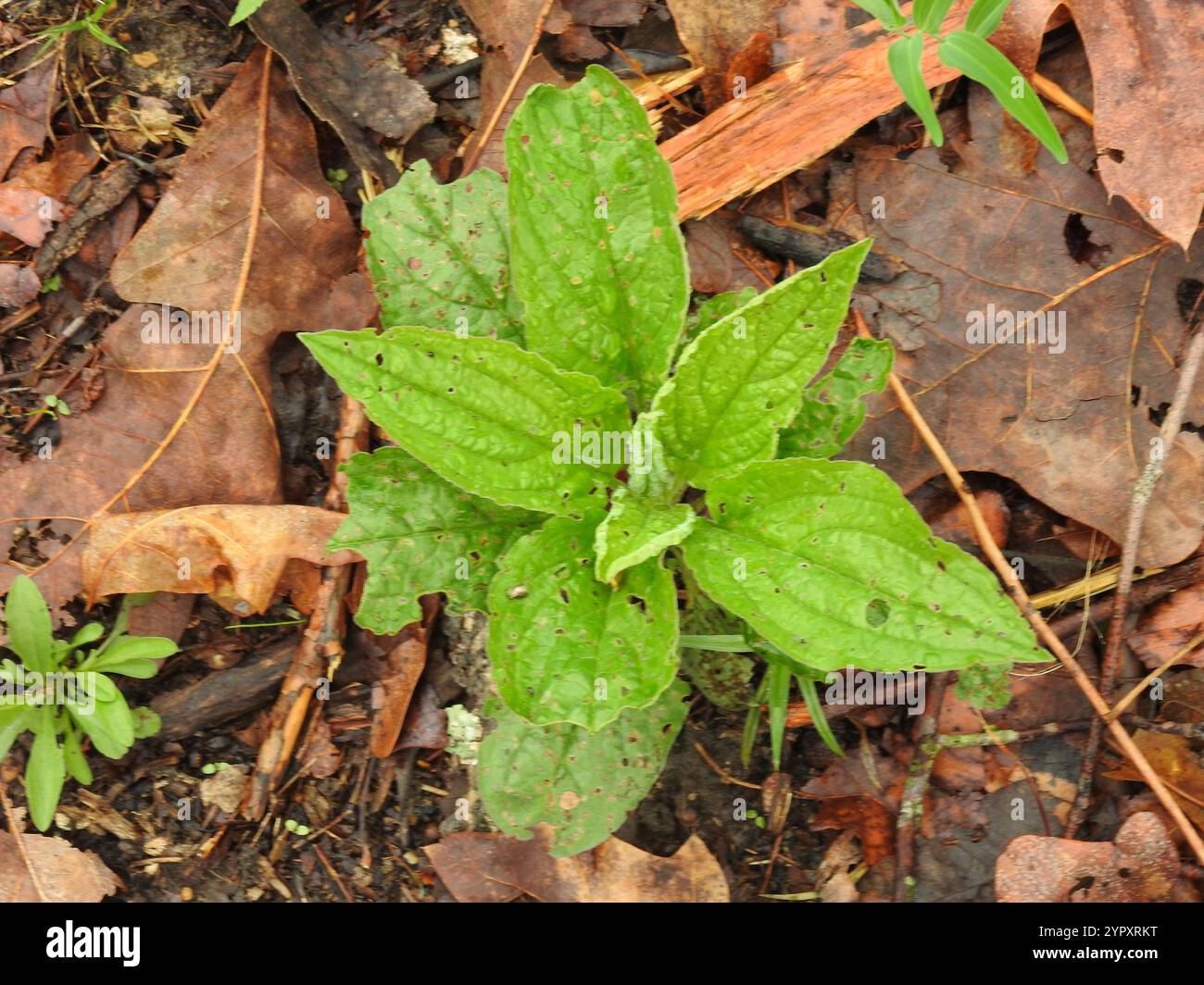 virginia stickseed (Hackelia virginiana Stock Photo - Alamy
