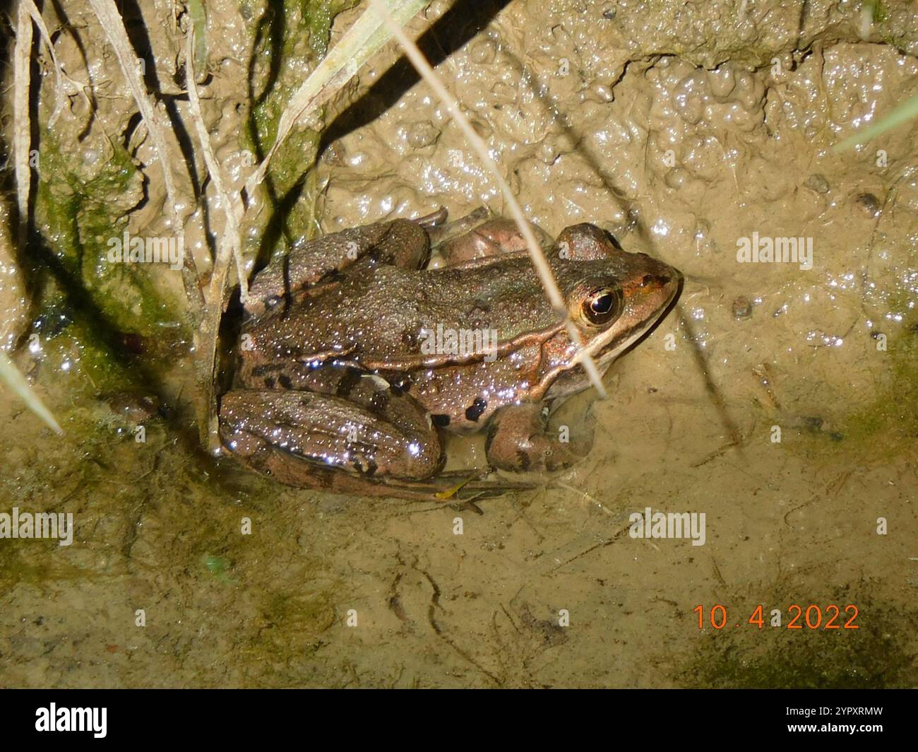 Pool frog complex and its kleptons (Pelophylax lessonae Stock Photo - Alamy