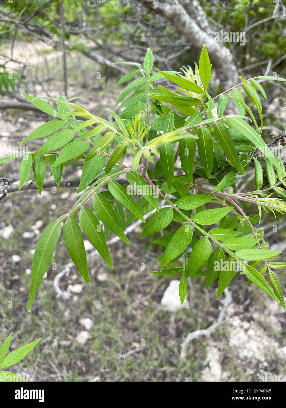 Prairie flameleaf sumac (Rhus lanceolata Stock Photo - Alamy