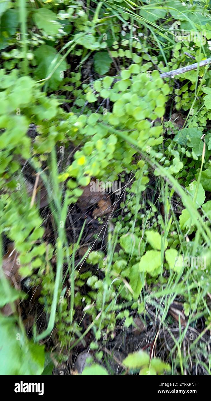 California Maidenhair Fern (Adiantum jordanii Stock Photo - Alamy