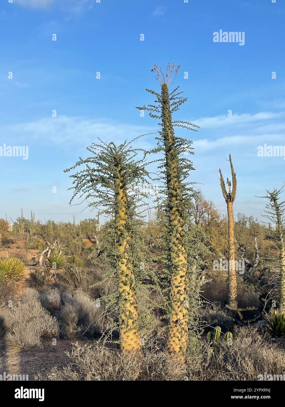 Boojum tree (Fouquieria columnaris Stock Photo - Alamy