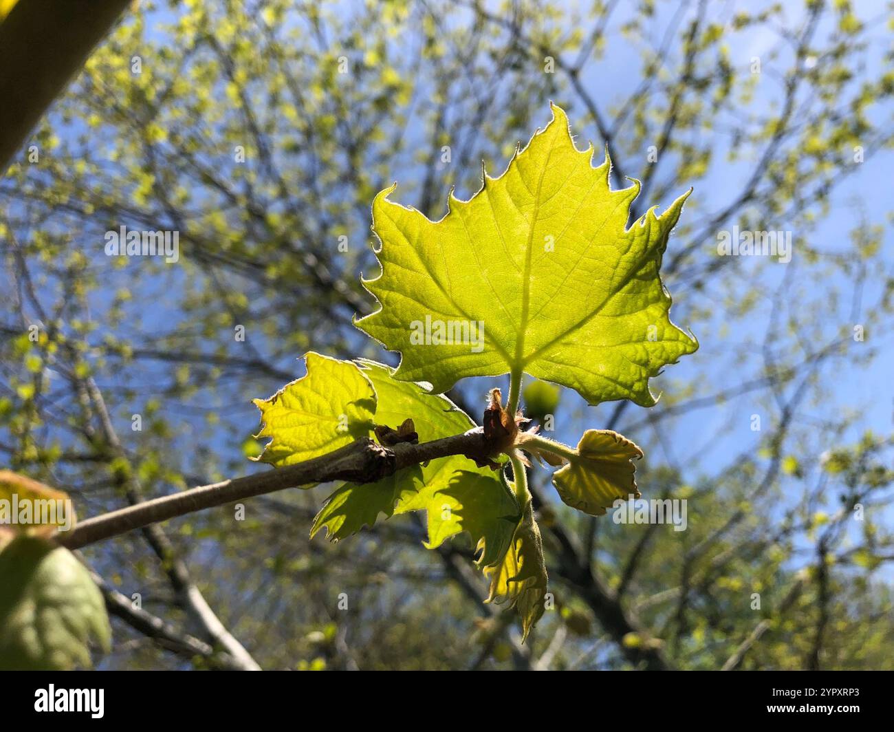 American sycamore (Platanus occidentalis Stock Photo - Alamy