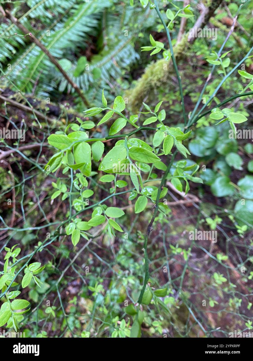 Red Huckleberry (Vaccinium parvifolium Stock Photo - Alamy
