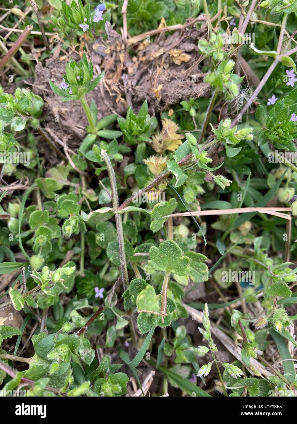 Ivy-leaved Speedwell (Veronica hederifolia Stock Photo - Alamy