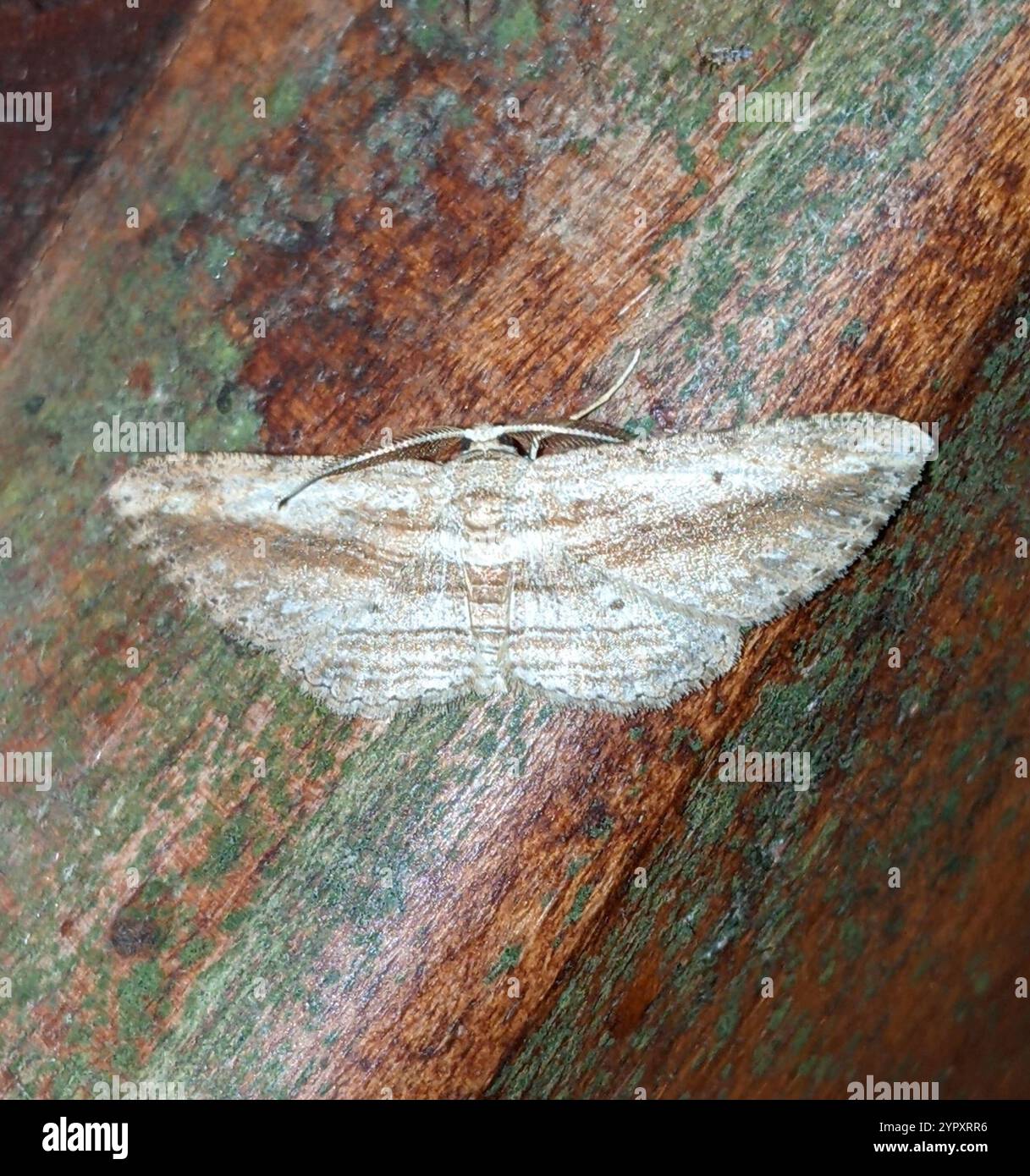 Geometer Moths (Geometridae Stock Photo - Alamy