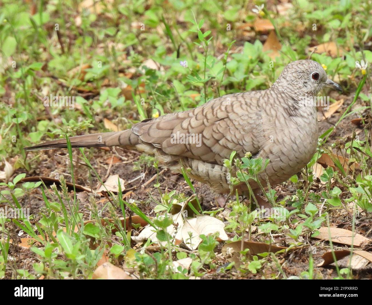 Inca Dove (Columbina inca Stock Photo - Alamy