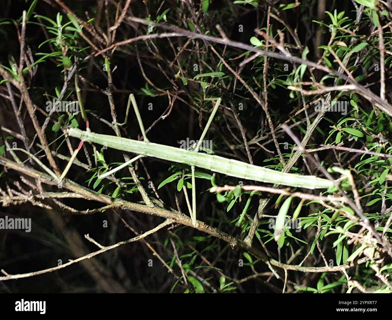 Stick Insects (Phasmida Stock Photo - Alamy