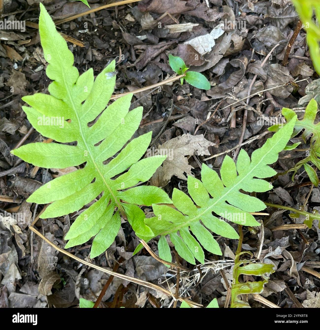 netted chain fern (Woodwardia areolata Stock Photo - Alamy