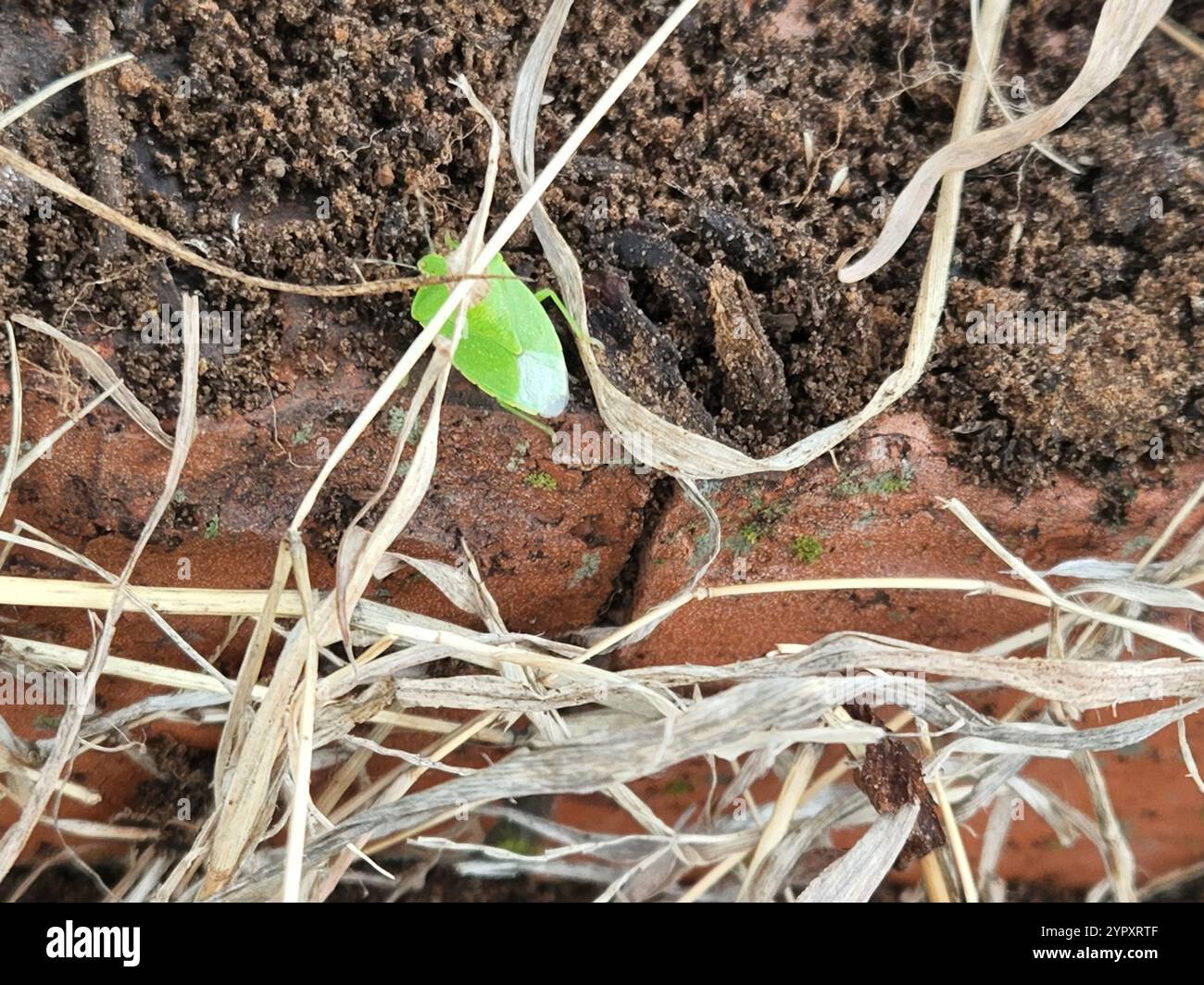 Green Stink Bug (Chinavia hilaris Stock Photo - Alamy