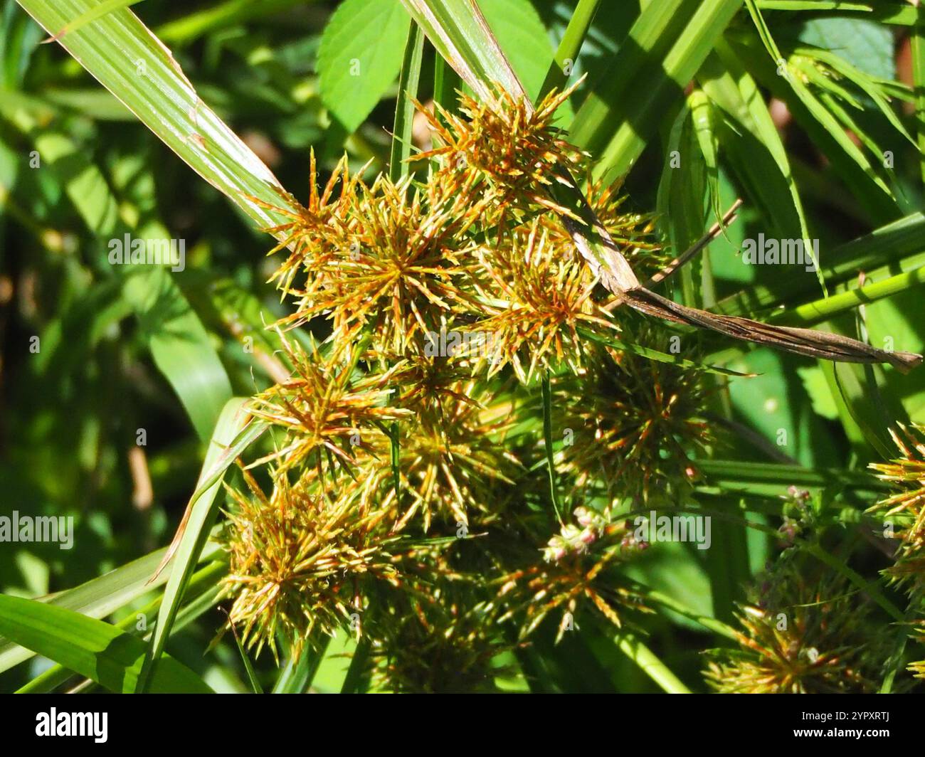 Fragrant flatsedge (Cyperus odoratus Stock Photo - Alamy
