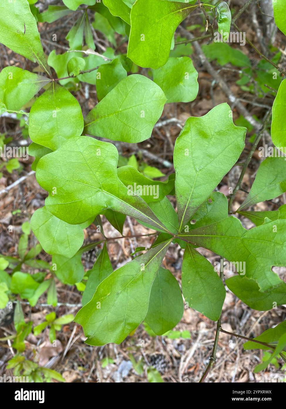 water oak (Quercus nigra Stock Photo - Alamy