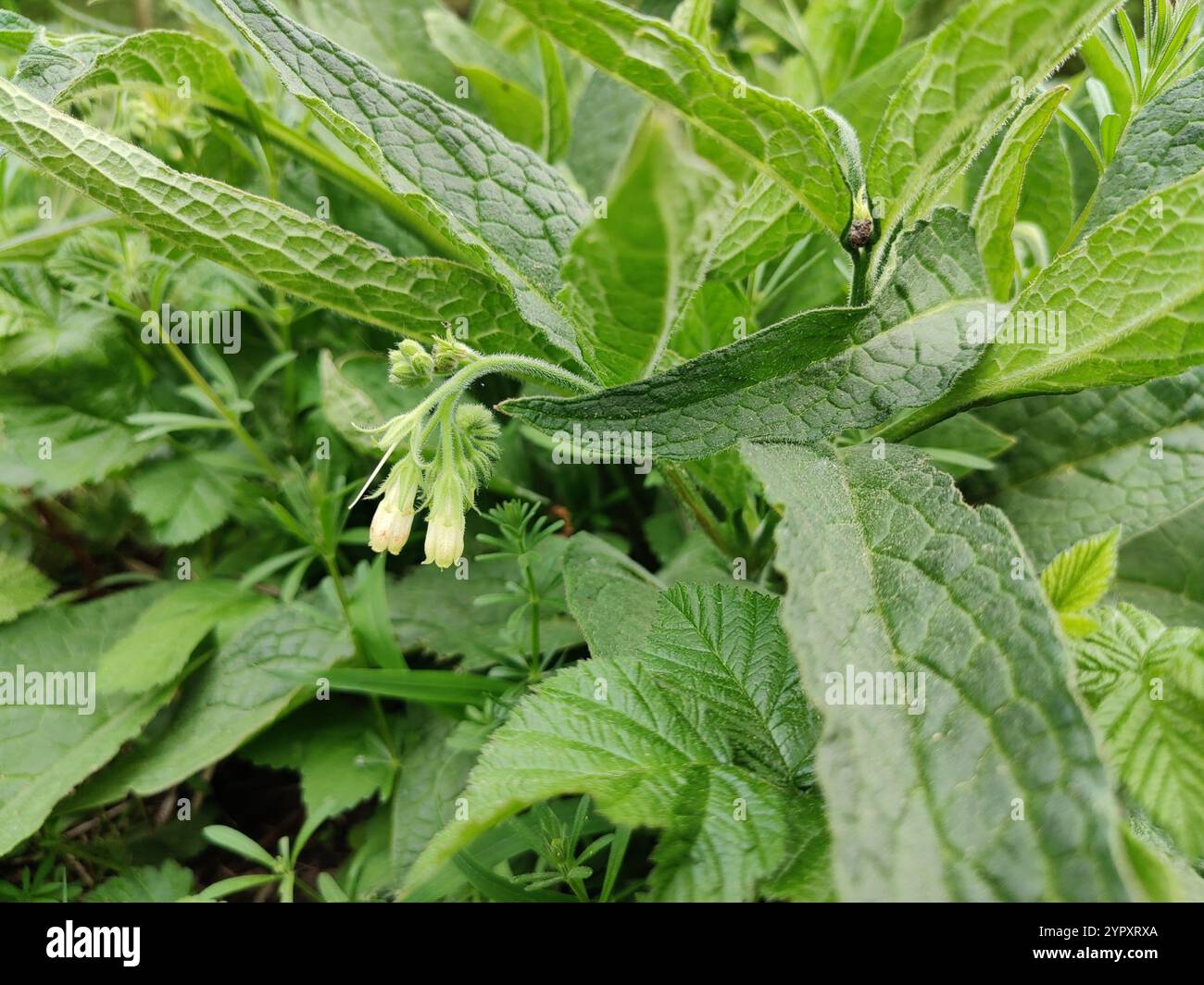 common comfrey (Symphytum officinale Stock Photo - Alamy