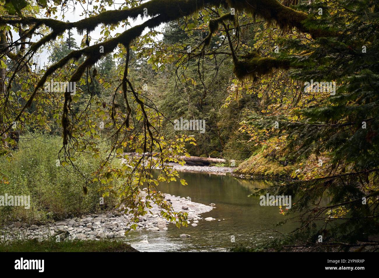 Autumn scenery on the Olympic Peninsula, Staircase area of the Olympic ...