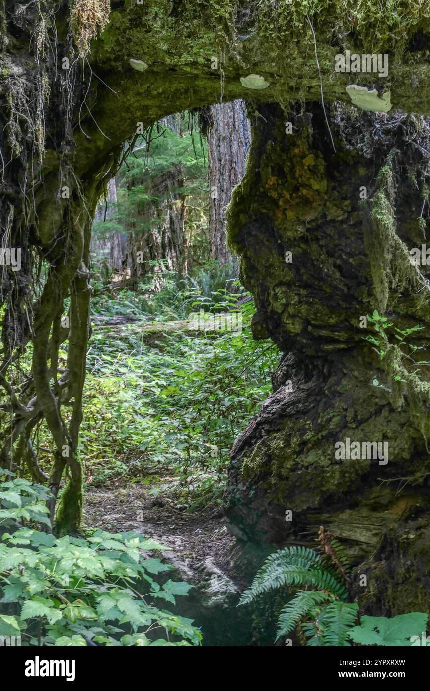 Secret gate to the garden of Eden Stock Photo - Alamy