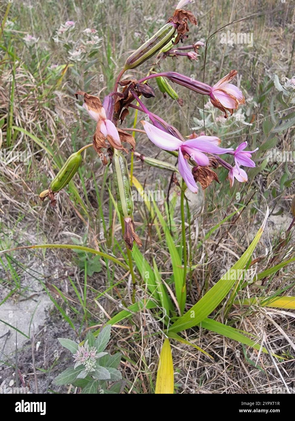 Philippine Ground Orchid (Spathoglottis plicata Stock Photo - Alamy