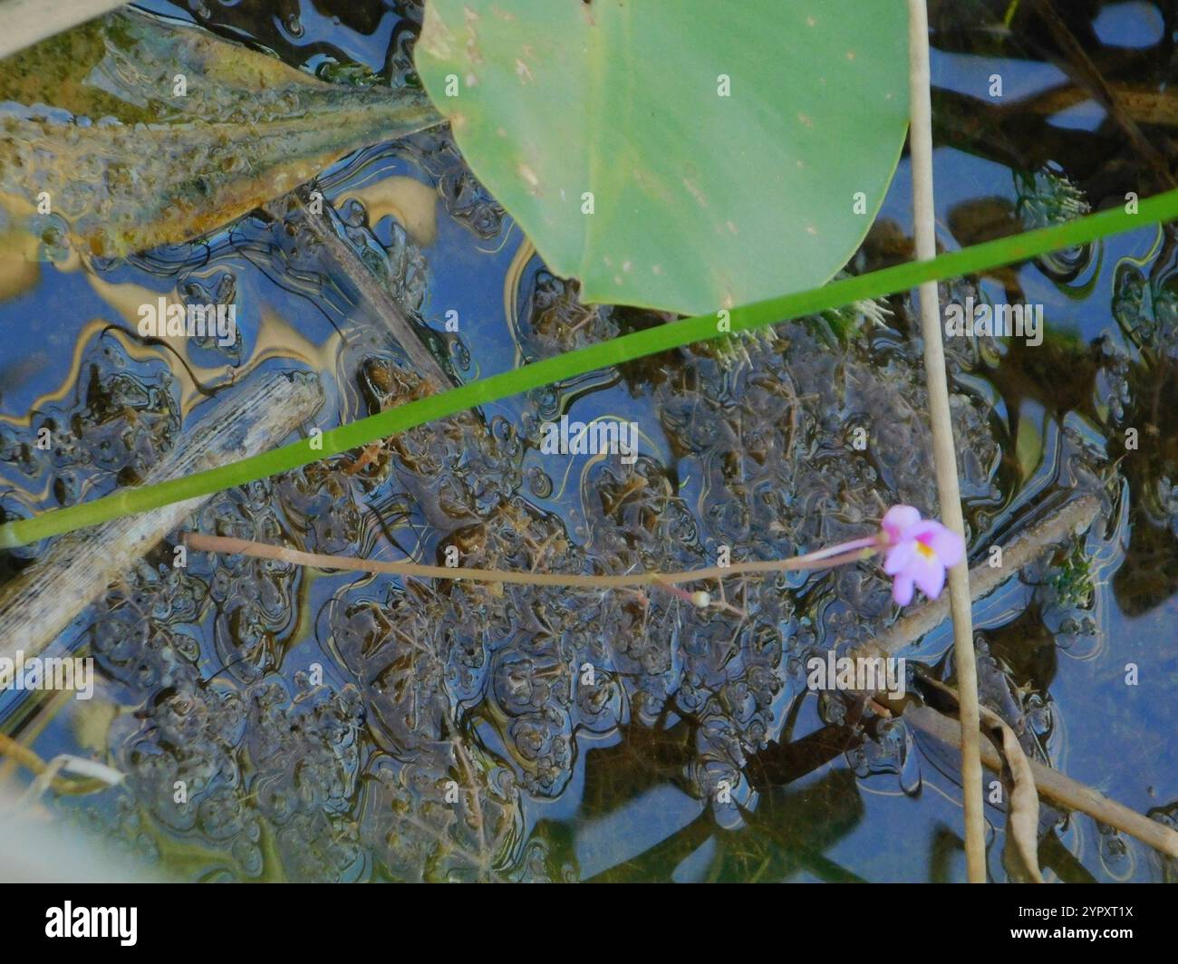 Purple Bladderwort (Utricularia purpurea Stock Photo - Alamy