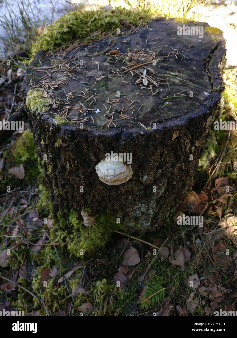 Hoof Fungus (Fomes fomentarius Stock Photo - Alamy
