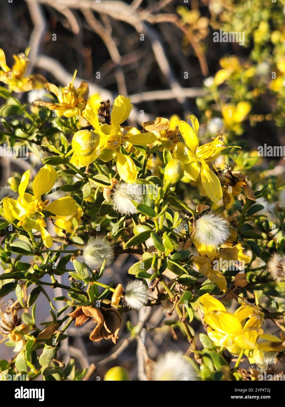 Creosote Bush (Larrea tridentata Stock Photo - Alamy