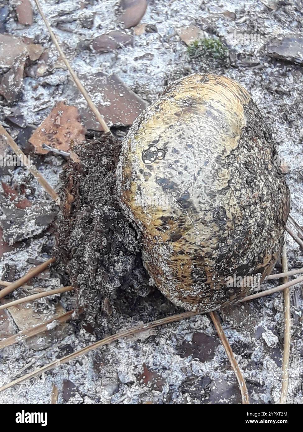 Dyeball (Pisolithus arhizus Stock Photo - Alamy