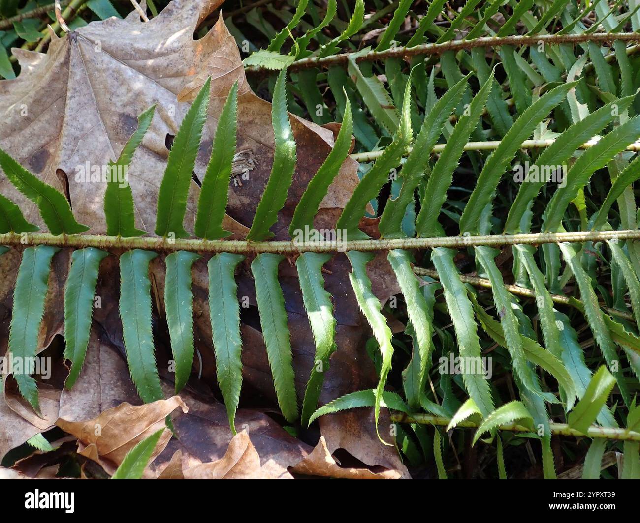 western sword fern (Polystichum munitum Stock Photo - Alamy