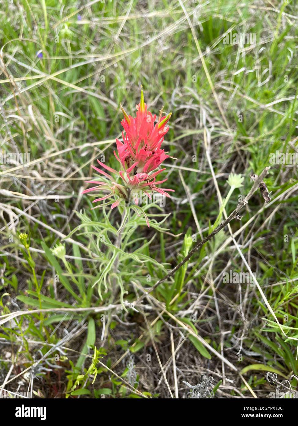 Purple paintbrush (Castilleja purpurea Stock Photo - Alamy