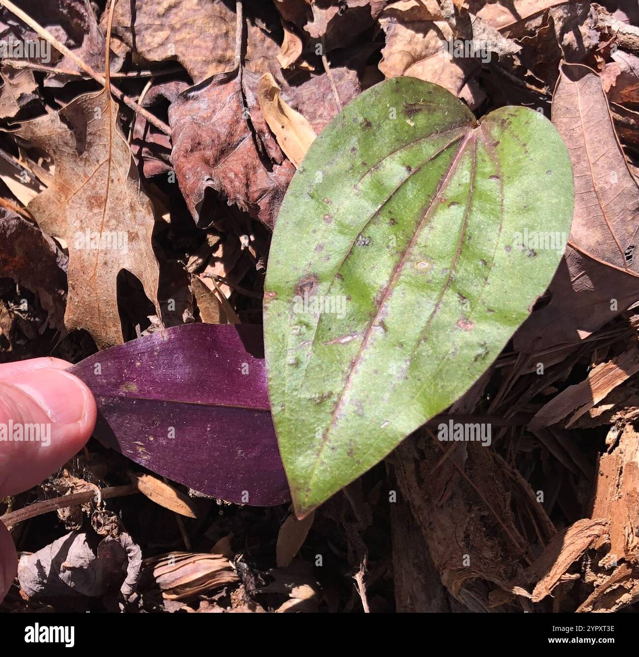 crane-fly orchid (Tipularia discolor Stock Photo - Alamy
