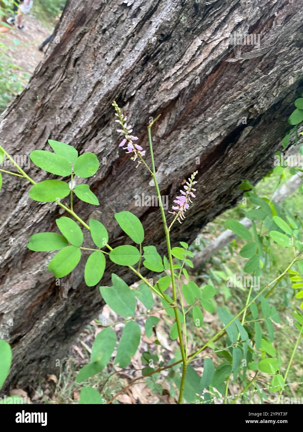 Australian Indigo (Indigofera australis Stock Photo - Alamy