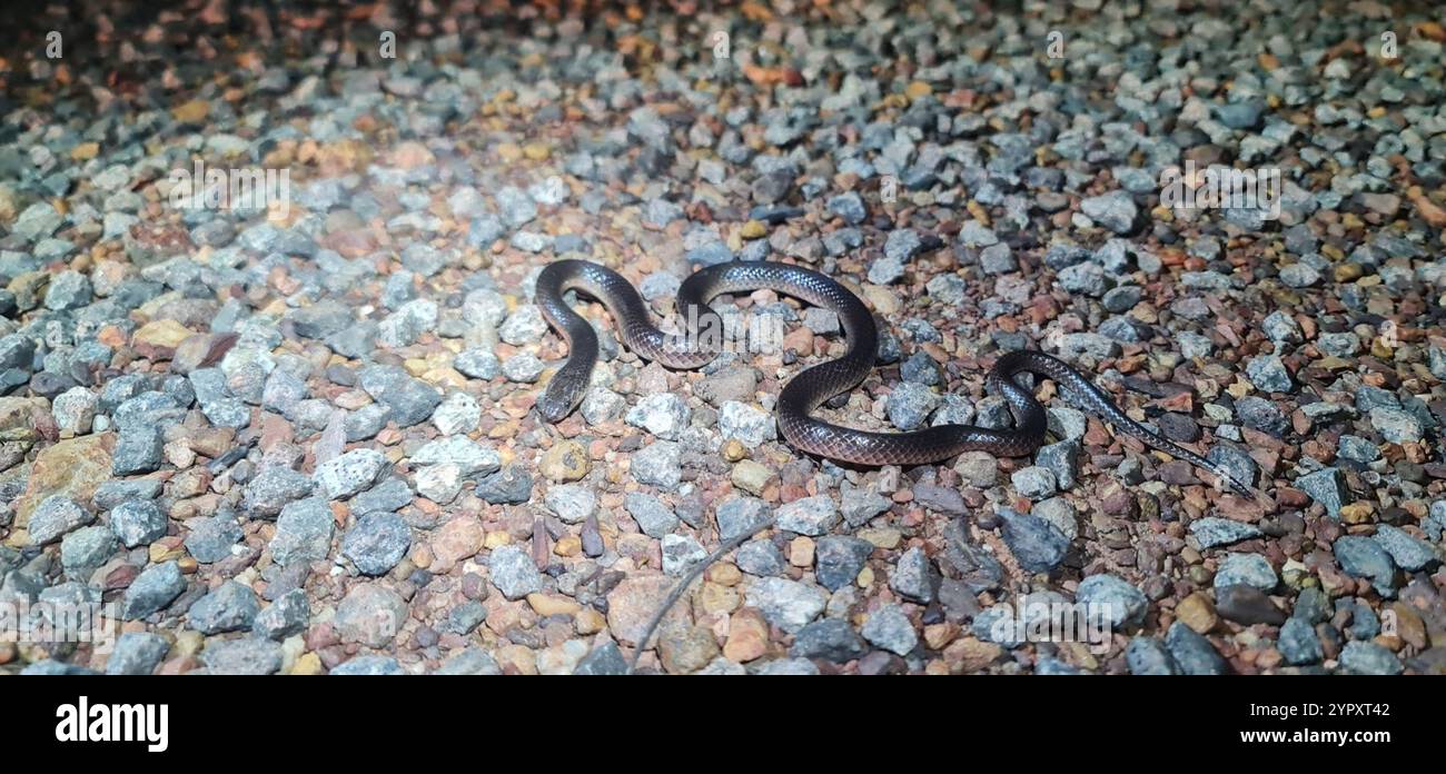 Northern Small-eyed Snake (Cryptophis pallidiceps Stock Photo - Alamy