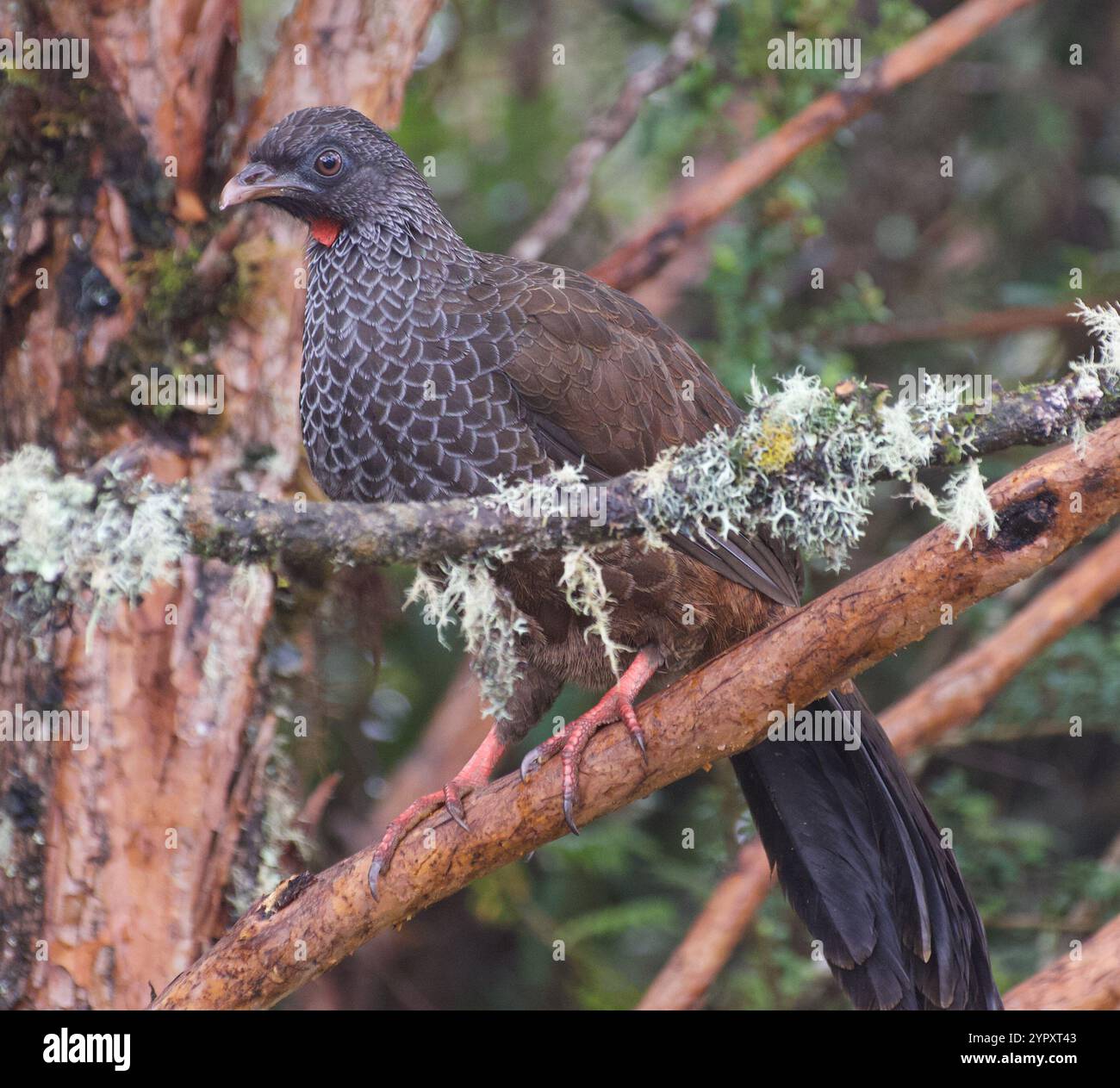 Andean Guan (Penelope montagnii Stock Photo - Alamy