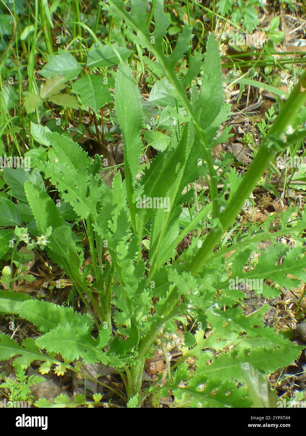 Small's ragwort (Packera anonyma Stock Photo - Alamy