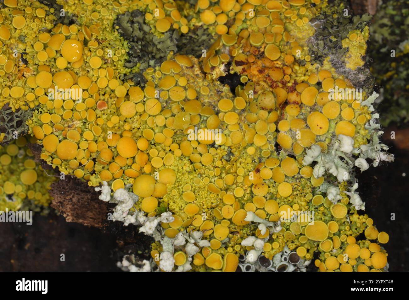 Pin-cushion Sunburst Lichen (Polycauliona polycarpa Stock Photo - Alamy
