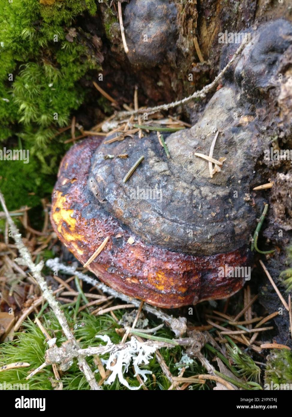 Red-banded Polypore (Fomitopsis pinicola Stock Photo - Alamy