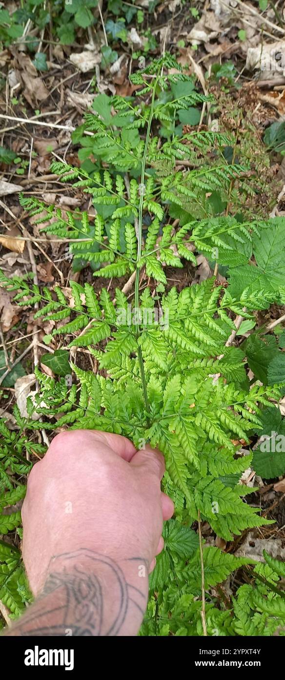 broad buckler-fern (Dryopteris dilatata Stock Photo - Alamy