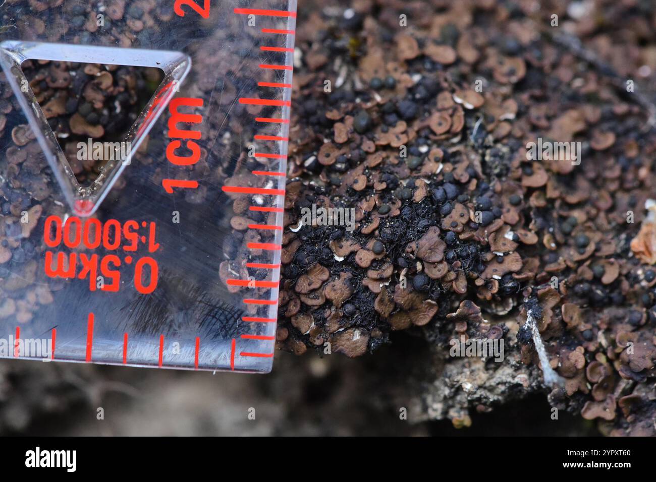 Earthscale Lichens (Placidium Stock Photo - Alamy